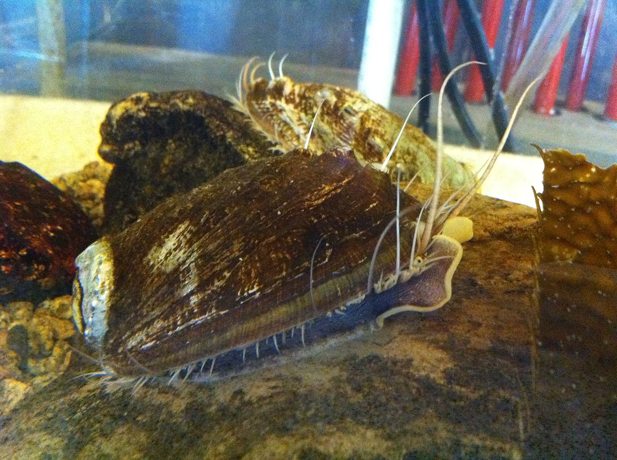 What is Abalone Seashell in Abalone Shell Jewelry - Victoria Frederick ...